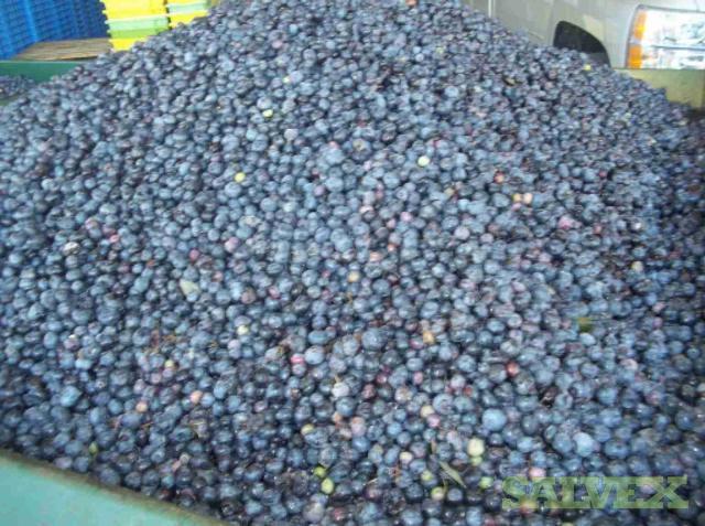 Blueberries - 100 Pallets(Quick sale) | Salvex