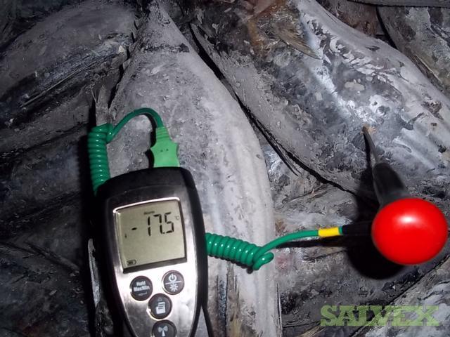 Whole Tuna Fish | Salvex