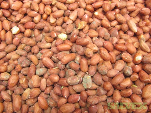 Raw Indian Groundnut - (2 Container Load) | Salvex