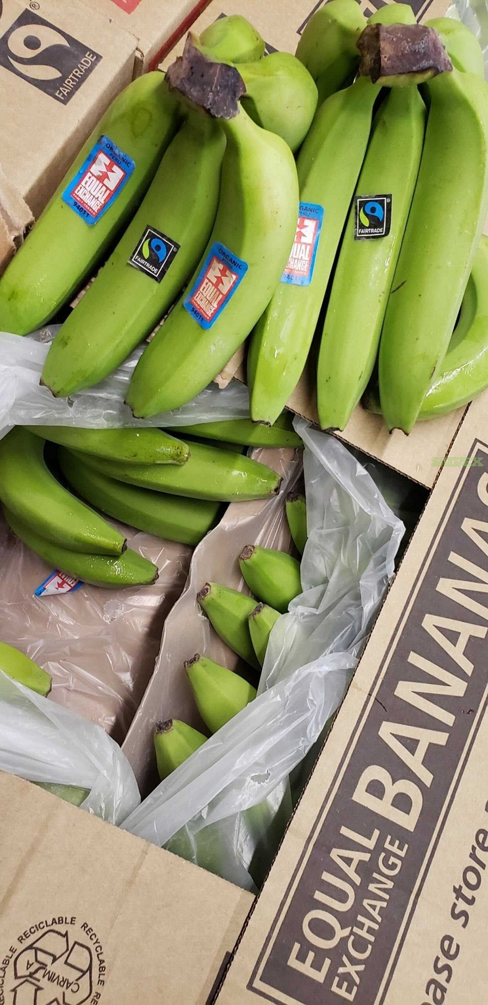 Fresh Banana Load - 960 Cases | Salvex