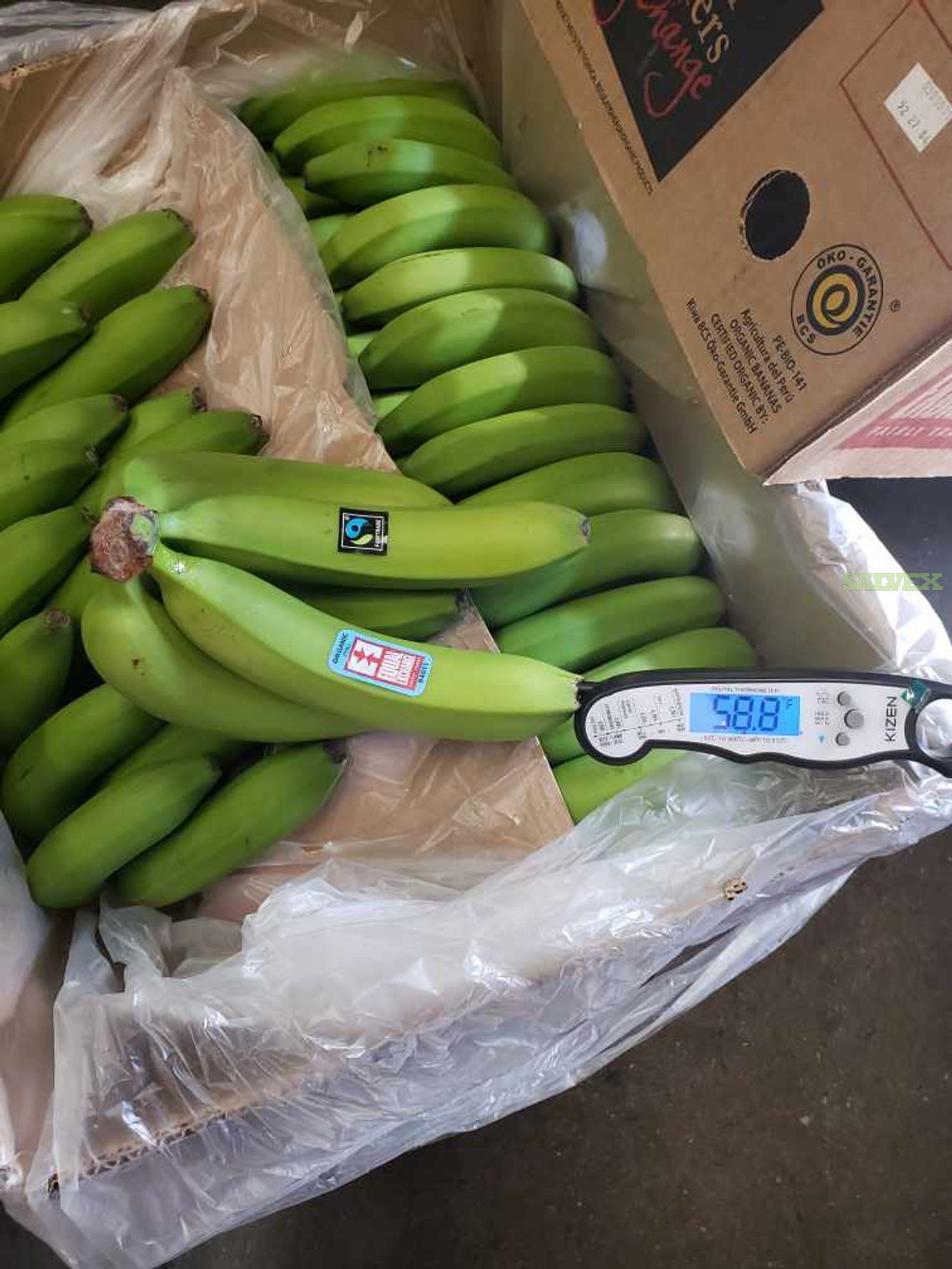 Banana Load of 960 Cases | Salvex