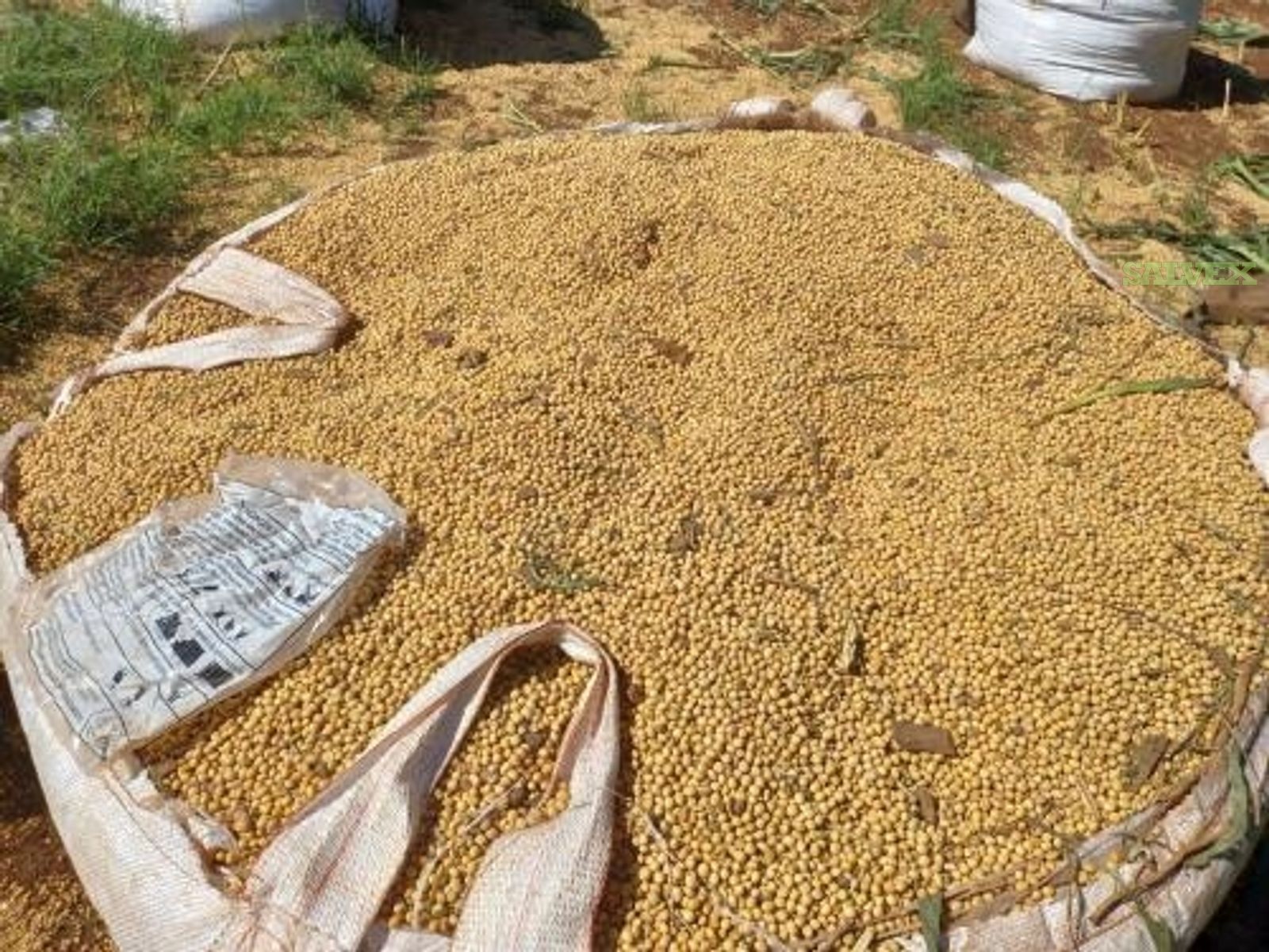 Soybean Grains (7,200.00 Kg) | Salvex