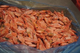 Whole Cooked Prawns (Pandalus Borealis) 22,409 lbs | Salvex